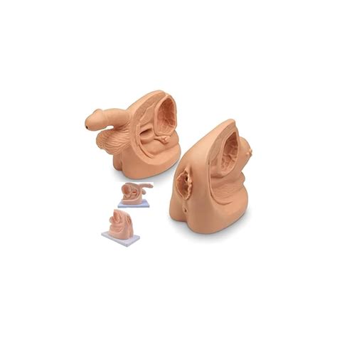 Anatomy Catheterization Model Male Female Catheter Indonesia Ubuy