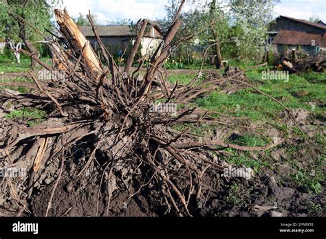 Uprooting Trees For Agricultural Land Use Tree Removal Development Of