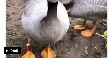 Happy Feet 9gag