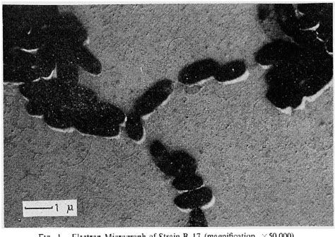 Figure 1 From Production And Properties Of Lipase From A Newly Isolated
