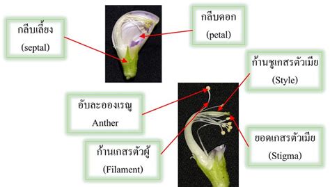 วิทย์เกษตรกร ถั่วฝักยาว ชื่อวิทยาศาสตร์ Vigna Unguiculata Var