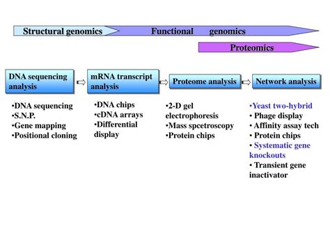 Ppt Yeast Genetics Lab Yeast Two Hybrid System Yeast Genetic