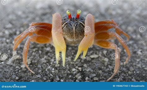 Cute Spider Crab On The Sand On The Beach Of Koh Phayam Island In Thailand Stock Image Image