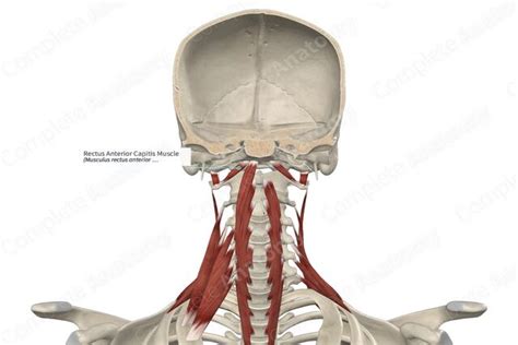 Rectus Capitis Anterior Wikism Sports Medicine Wiki