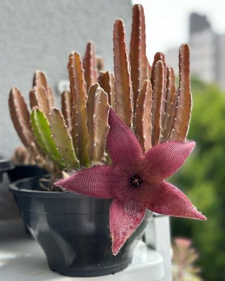 32 Best Stapelia Varieties Types Of Stapelia Succulents