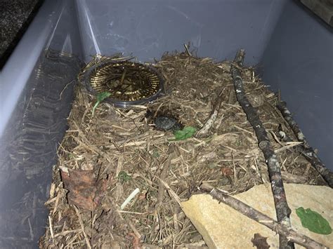 Just Got This Dude Common Map Turtle His Names Tuck Raww