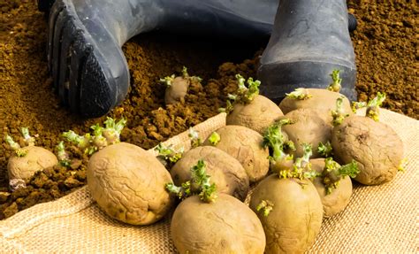 How To Chit Potatoes Gardening For Beginners Jparkers