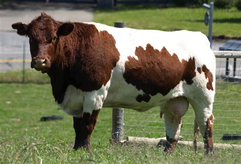 American Brown Swiss Cow Breeds 51 Pics
