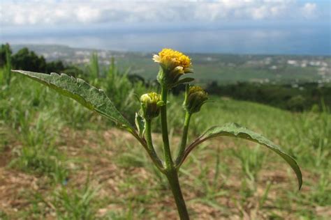 Idao Species Search
