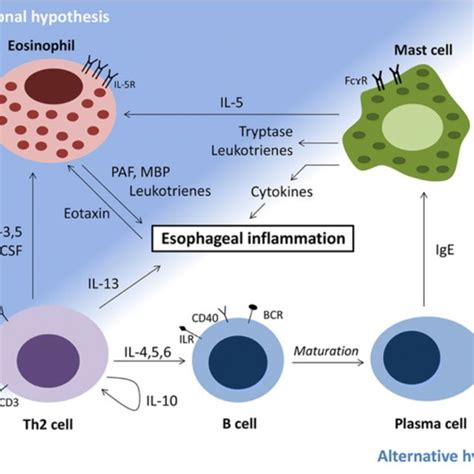 Endoscopic Appearance Of Eoe Showing A Friability Of The Mucosa And
