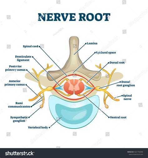 Nerve Root Anatomical Structure Labeled Cross Section Vector