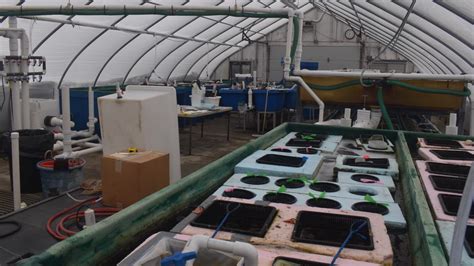 The Status Of Maines Green Sea Urchin Harvest