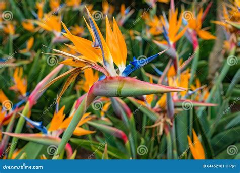 Strelitzia Reginae Bird Of Paradise Flower Crane Flower Stock Image Image Of Park Reginae