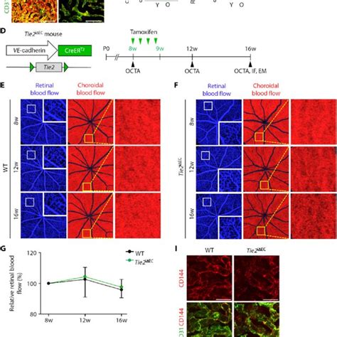 Hellmut Augustin Dvm Phd German Cancer Research Center Heidelberg