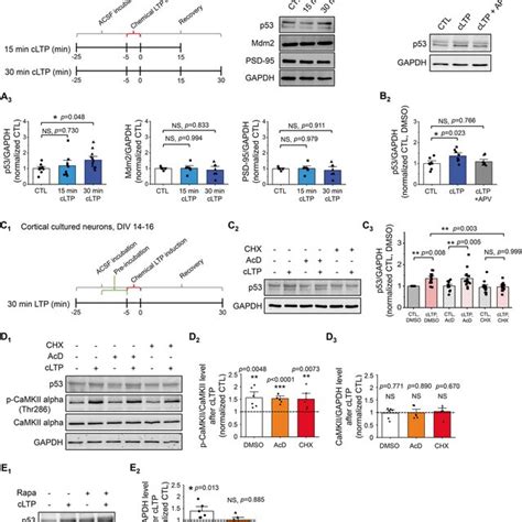 Neuropsychologist Donald Hebb Who Proposed That Neural Cell Assemblies Download Scientific