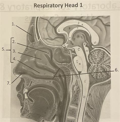 Respiratory Head 1 Diagram Quizlet