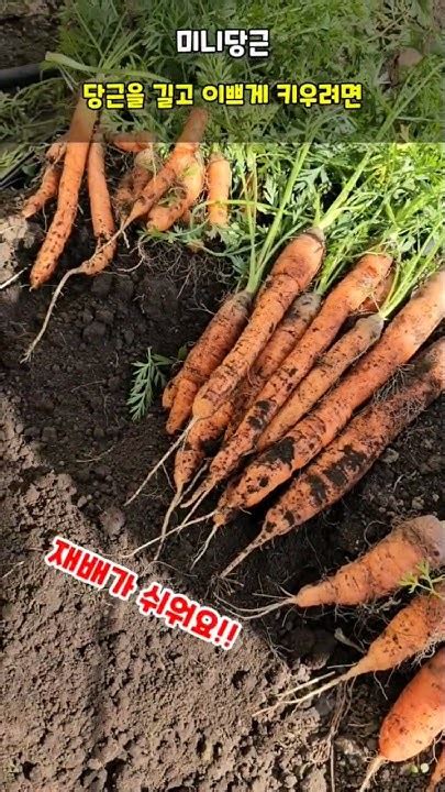 미니당근 키우기도 쉽고 솎아주지 않아도 잘 자라요 당근 이쁘게 키우려면 당근키우기 Youtube