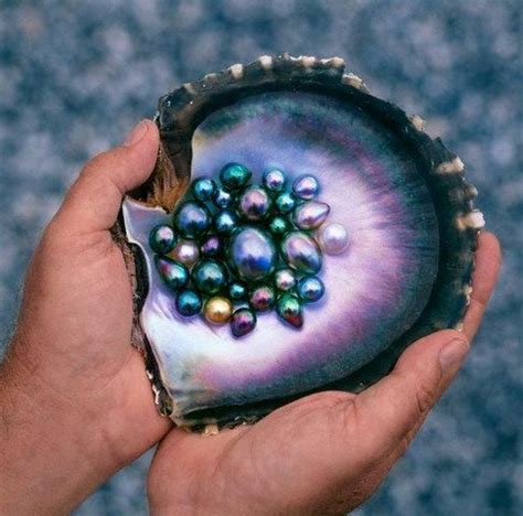 Abalone Pearl Maxine The Magnificent