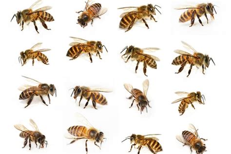 Bee Identification What Do Bees Look Like