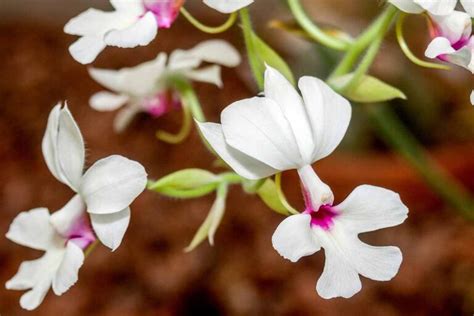 How To Grow And Care For Calanthe Orchids Gardeners Path