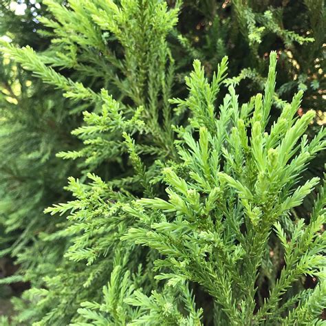 Plant Faqs Cryptomeria Radicans