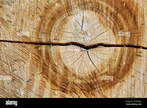 Tree Tree Trunk Piece Annual Rings Dry Sawn Wood Log Gap Column Split Brown Shades