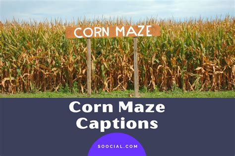 879 Corn Maze Captions For Finding Your Way To Fun Soocial