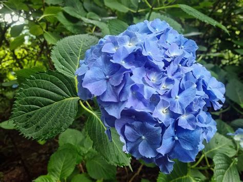 How To Deadhead Hydrangeas