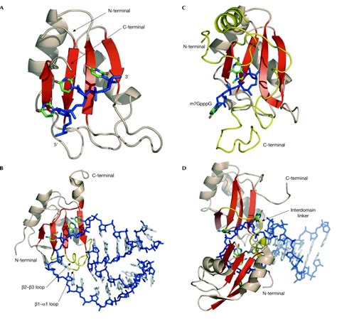 Rna Sequence And Shape Dependent Recognition By Proteins In The