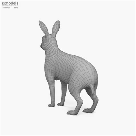 Mountain Hare 3d Model Download Mammals On