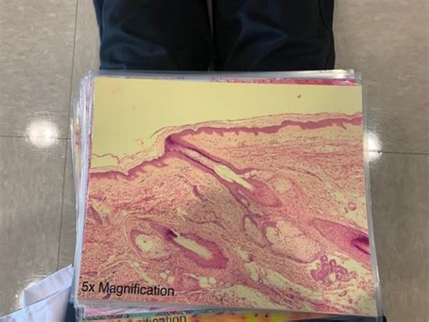 Lab Test 1 Histology Slides Flashcards Quizlet