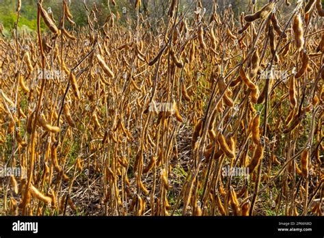 Soybean Fields Ripe Golden Yellow Soybean Pods At Sunset Soybean Field In The Golden Glow