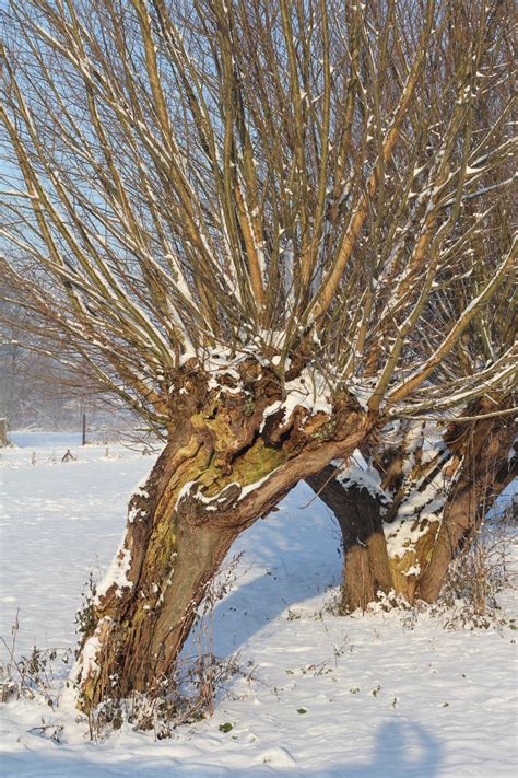 무료 이미지 자연 분기 겨울 작은 가지 눈 동결 트렁크 식물 줄기 침적 2304x3456 Kees1239