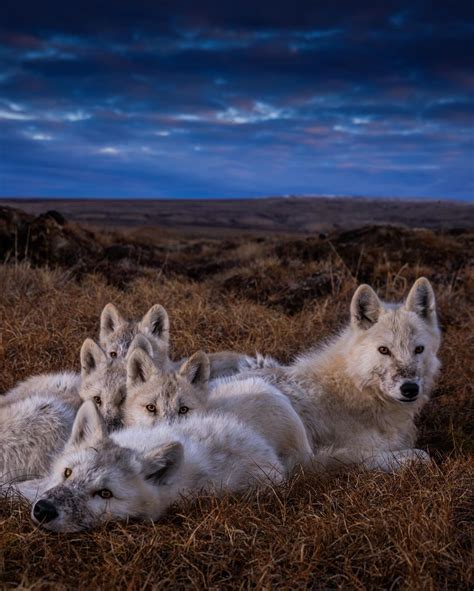 7065 Best T Wolves Images On Pholder Wolves With Watermelons Timberwolves And Awwducational