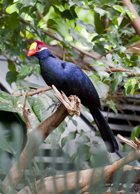 Parrots Place Turaco Violeta