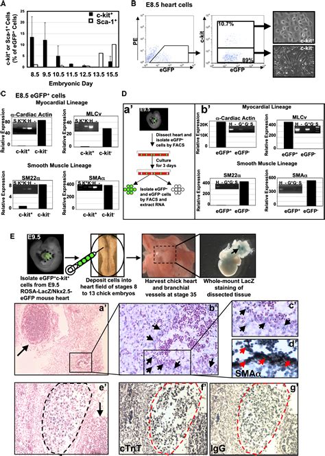 Developmental Origin Of A Bipotential Myocardial And Smooth Muscle Cell Precursor In The