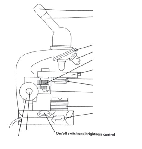Light Microscope Diagram Quizlet