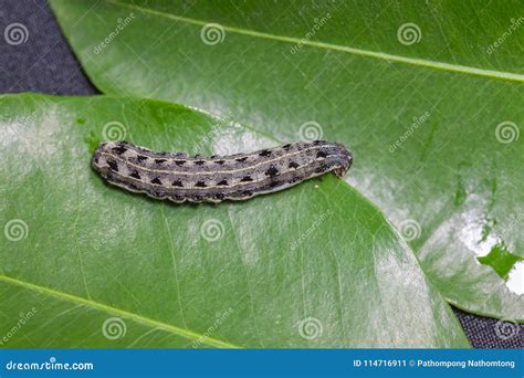 Common Cutworm On Leaves Stock Image Image Of Litura 114716911
