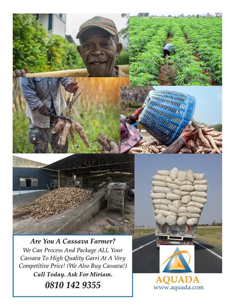 Let Us Process Your Cassava