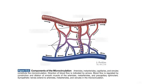Components Of Microcirculation Diagram Quizlet