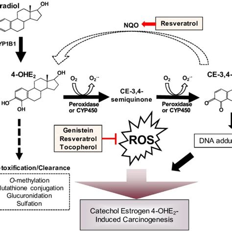 Protective Effects Of Natural Compounds On Catechol Estrogen 4 Ohe 2