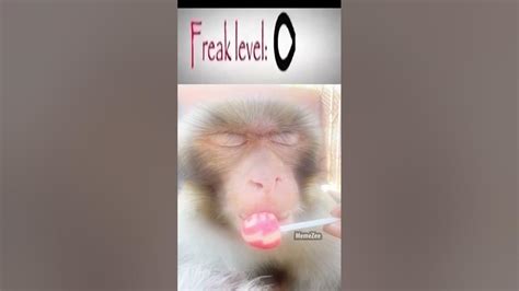 Freaky Monkey Youtube