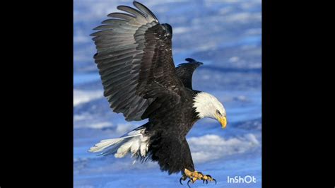 Eiye Confraternity Jojo Youtube