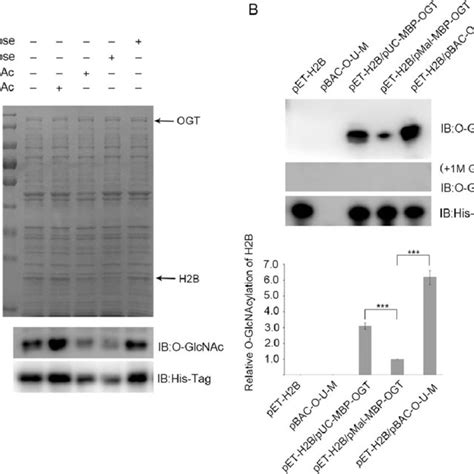 Schematic Representation Of The E Coli Expression System For Producing