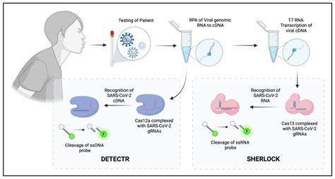 Of The Process Required For The Detectr And Sherlock Crispr Diagnostic