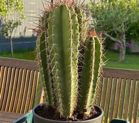 Paper Spine Cactus Info How To Grow And Care For Tephrocactus