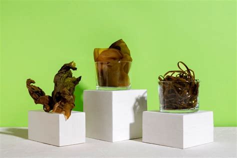 Free Photo Still Life Of Algae And Moss On Plate