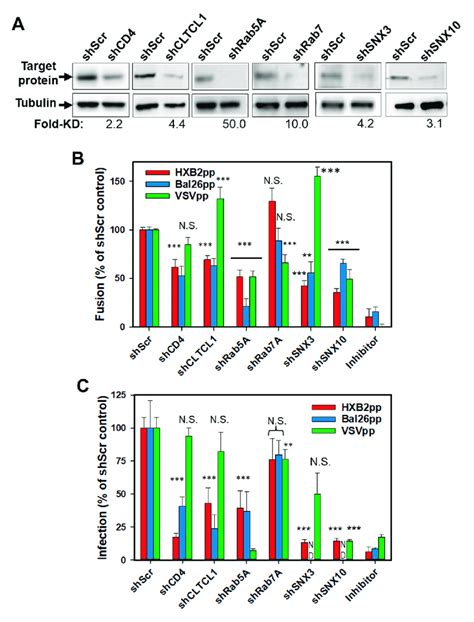 Validation Of Hits From The Shrna Screen A Western Blot Analysis Of