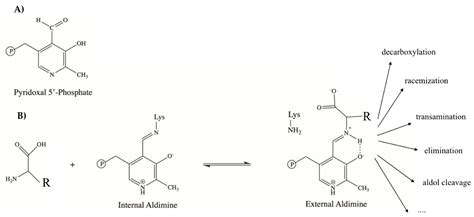 Pyridoxal 5 Phosphate Structure At Irene Troyer Blog