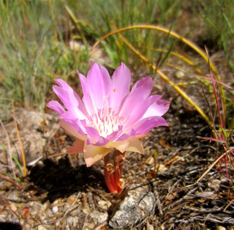 Bitterroot Flower Montana State Flower Found At Alpengirl Camp For